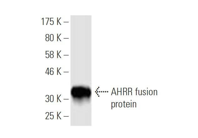 AHRR Antibody (5G11) | SCBT - Santa Cruz Biotechnology
