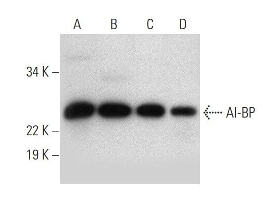 AI-BP Antibody (D-3) | SCBT - Santa Cruz Biotechnology