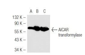 Anti-AICAR transformylase Antibody (F38 P7 H9) | SCBT - Santa Cruz ...
