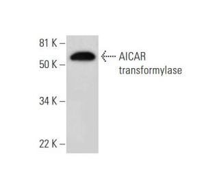 AICAR transformylase Antibody (H-3) | SCBT - Santa Cruz Biotechnology