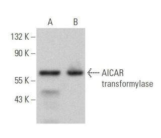 AICAR transformylase Antibody (H-3) | SCBT - Santa Cruz Biotechnology