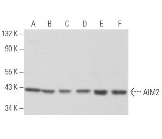 AIM2 Antibody (B-8) - Western Blotting - Image 355455