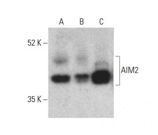 AIM2 Antibody (B-8) - Western Blotting - Image 401222