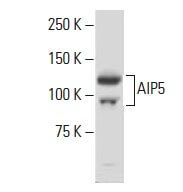 AIP5抗体 (5AA) | SCBT - Santa Cruz Biotechnology