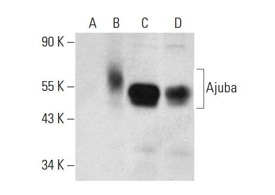 Ajuba Antibody (B-3) | SCBT - Santa Cruz Biotechnology