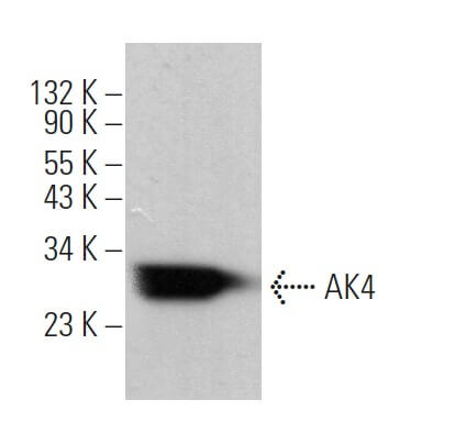 Anti-AK4 Antibody (G-3) | SCBT - Santa Cruz Biotechnology