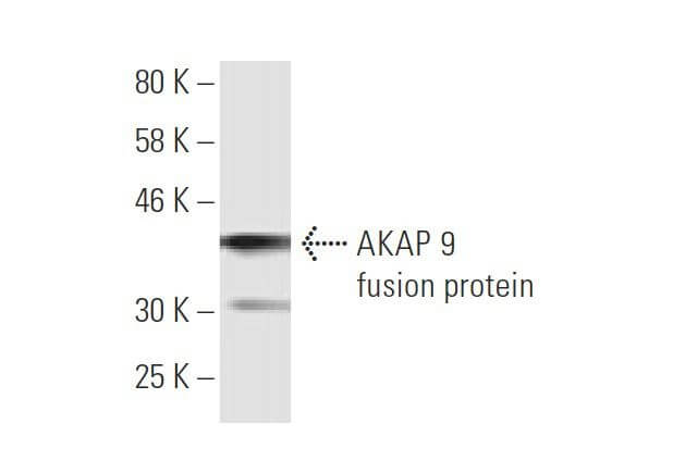 AKAP 9 Antibody (7E12) | SCBT - Santa Cruz Biotechnology