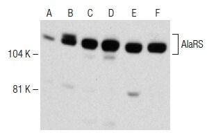 AlaRS Antibody (A-6) | SCBT - Santa Cruz Biotechnology