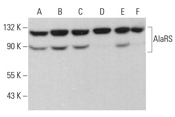 Anti-AlaRS Antibody (A-6) | SCBT - Santa Cruz Biotechnology
