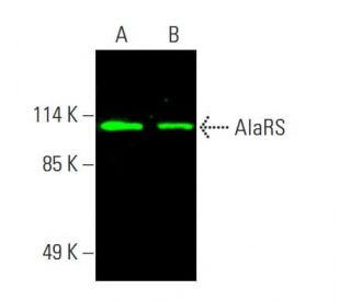 Anti-AlaRS Antibody (A-6) | SCBT - Santa Cruz Biotechnology