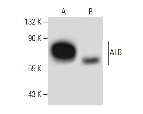 ALB/Albumin Antibody (F-10) | SCBT - Santa Cruz Biotechnology