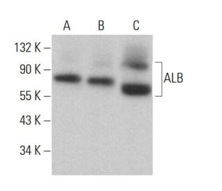ALB Antibody (F-8) - Western Blotting - Image 380419
