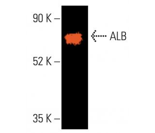 ALB/Albumin Antibody (F-8) - Western Blotting - Image 401595