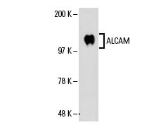Anti-ALCAM Antibody (B-6) | SCBT - Santa Cruz Biotechnology