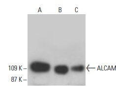 Anti-ALCAM Antibody (B-6) | SCBT - Santa Cruz Biotechnology