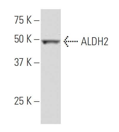 Aldehyde dehydrogenase 2/ALDH2抗体 (3D12) | SCBT - Santa Cruz Biotechnology