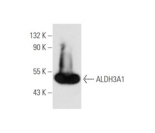 Anti-Aldehyde dehydrogenase 3-A1/ALDH3A1 Antibody (B-8) | SCBT - Santa ...