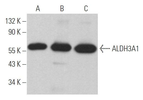 Aldehyde dehydrogenase 3-A1/ALDH3A1 Antibody (B-8) | SCBT - Santa Cruz ...