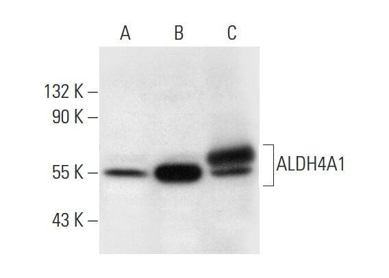 Aldehyde dehydrogenase 4-A1/P5CDH/ALDH4A1 Antibody (C-12) | SCBT ...