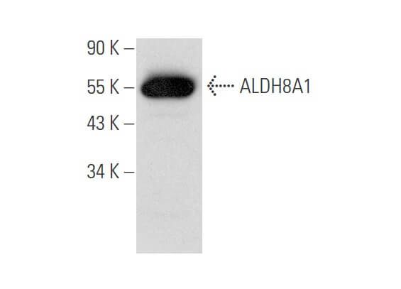 Aldehyde dehydrogenase 8-A1/ALDH8A1 Antibody (E-2) | SCBT - Santa Cruz ...