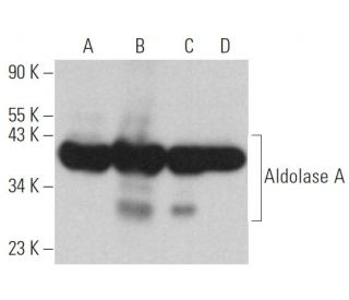 Aldolase A Antibody (C-10) - Western Blotting - Image 361745