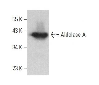 Aldolase A Antibody (C-10) - Western Blotting - Image 371526