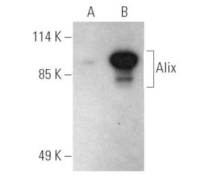 Alix Antibody (3A9) - Western Blotting - Image 390041