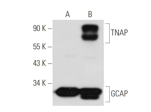 TNAP Antibody (D-3) | SCBT - Santa Cruz Biotechnology