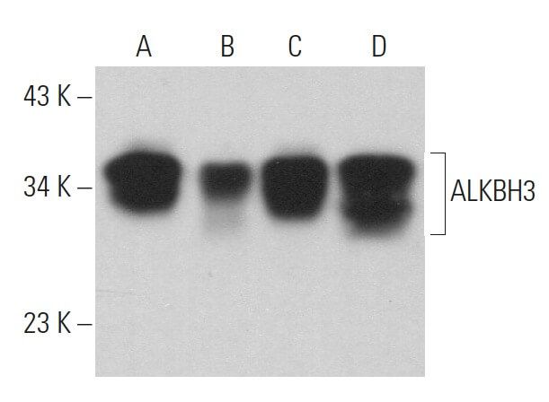 ALKBH3抗体 (B-7) | SCBT - Santa Cruz Biotechnology