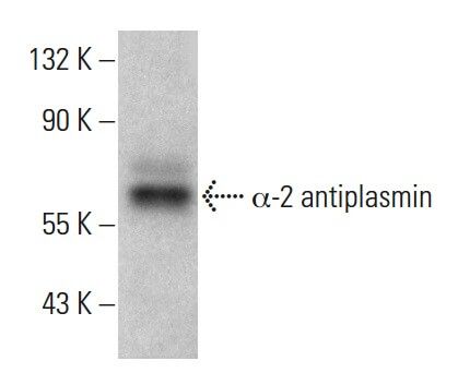 α-2 antiplasmin Antibody (C-7) | SCBT - Santa Cruz Biotechnology