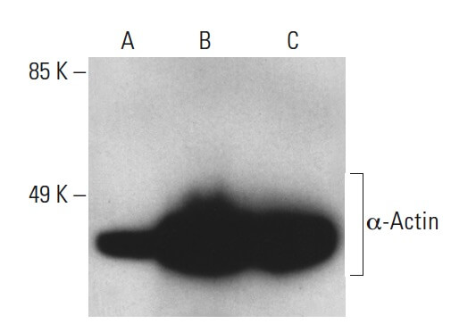 Anti-α-Actin Antibody (1A4) | SCBT - Santa Cruz Biotechnology