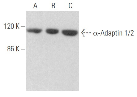 Anti-α-Adaptin 1/2 Antibody (C-8) | SCBT - Santa Cruz Biotechnology