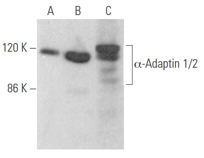 Anti-α-Adaptin 1/2 Antibody (C-8) | SCBT - Santa Cruz Biotechnology