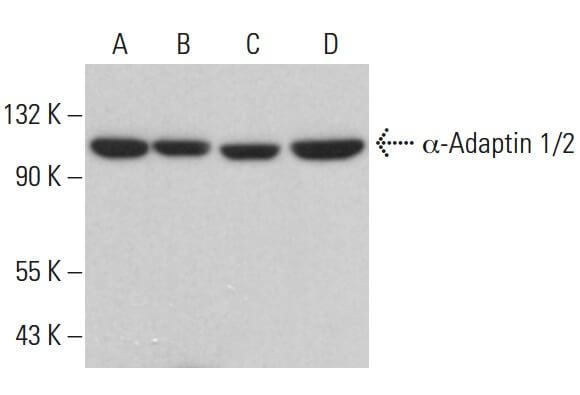 α-Adaptin 1/2 Antibody (C-8) | SCBT - Santa Cruz Biotechnology