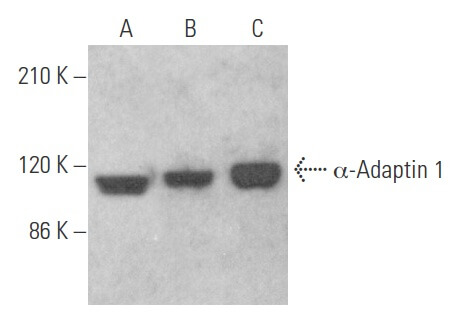 Anti-α-Adaptin 1 Antibody (C-5) | SCBT - Santa Cruz Biotechnology