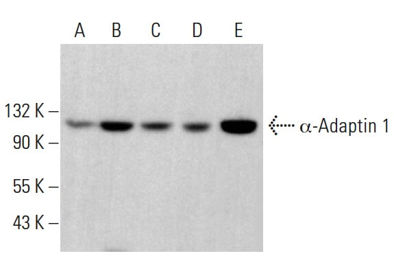 Anti-α-Adaptin 1 Antibody (C-5) | SCBT - Santa Cruz Biotechnology