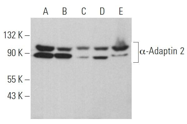 α-Adaptin 2 Antibody (A-8) | SCBT - Santa Cruz Biotechnology
