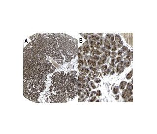 Anti-α/β-SNAP Antibody (G-3) | SCBT - Santa Cruz Biotechnology