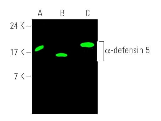 α-defensin 5 Antibody (8c8) | SCBT - Santa Cruz Biotechnology