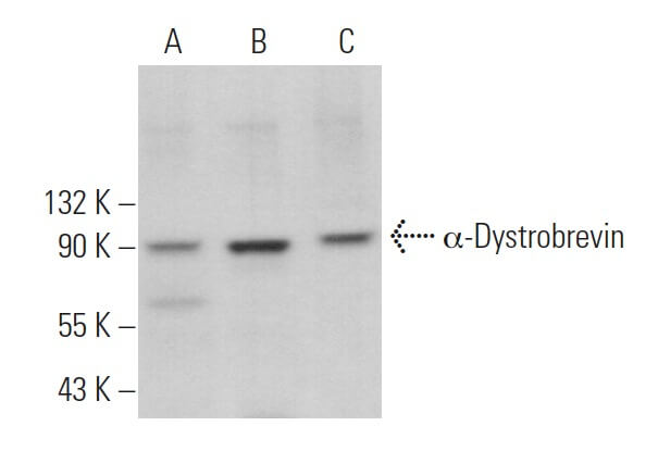 α-Dystrobrevin Antibody (B-2) | SCBT - Santa Cruz Biotechnology