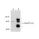α-Dystrobrevin Antibody (D-9) | SCBT - Santa Cruz Biotechnology
