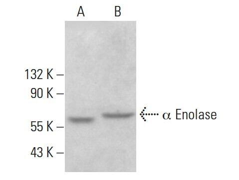 Anti-α Enolase Antibody (28) | SCBT - Santa Cruz Biotechnology