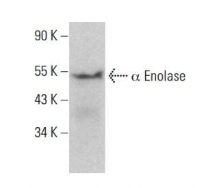 α Enolase Antibody (9) - Western Blotting - Image 378008