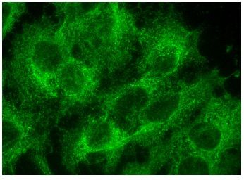 SCBT - Santa Cruz Biotechnology