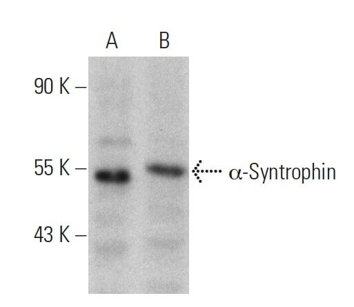 α-Syntrophin Antibody (C-7) | SCBT - Santa Cruz Biotechnology