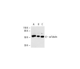 α Tubulin Antibody (B-7) - Western Blotting - Image 5458