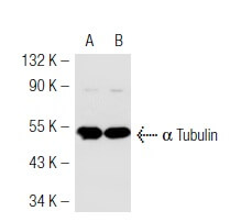 Anti-α Tubulin Antibody (YL1/2) | SCBT - Santa Cruz Biotechnology