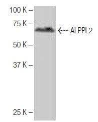 ALPPL2 Antibody (9-YD35) | SCBT - Santa Cruz Biotechnology