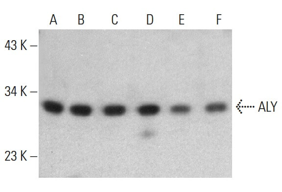 ALY Antibody (11G5) | SCBT - Santa Cruz Biotechnology