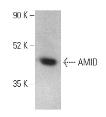Anti-AMID Antibody (B-6) | SCBT - Santa Cruz Biotechnology